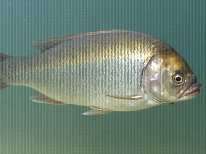 Water Quality Monitoring for Tilapia: Essential Equipment Guide